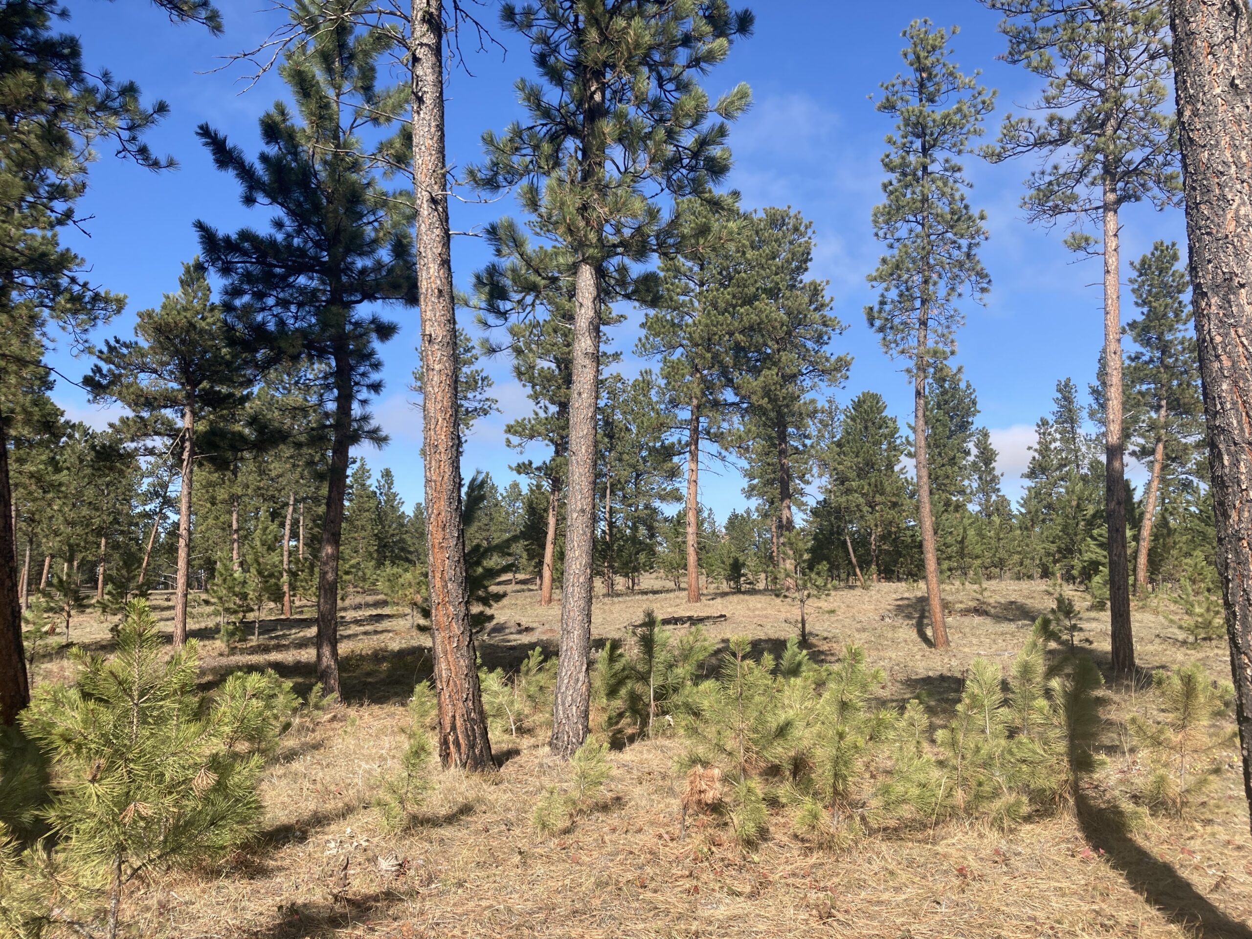 Northern Cheyenne Forest Restoration Project - The Climate Trust