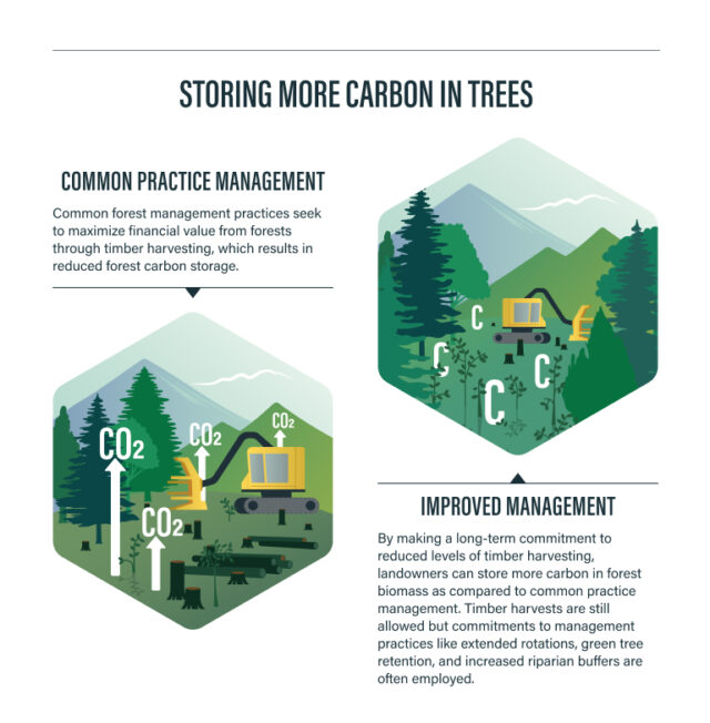 Improved Forest Management - The Climate Trust