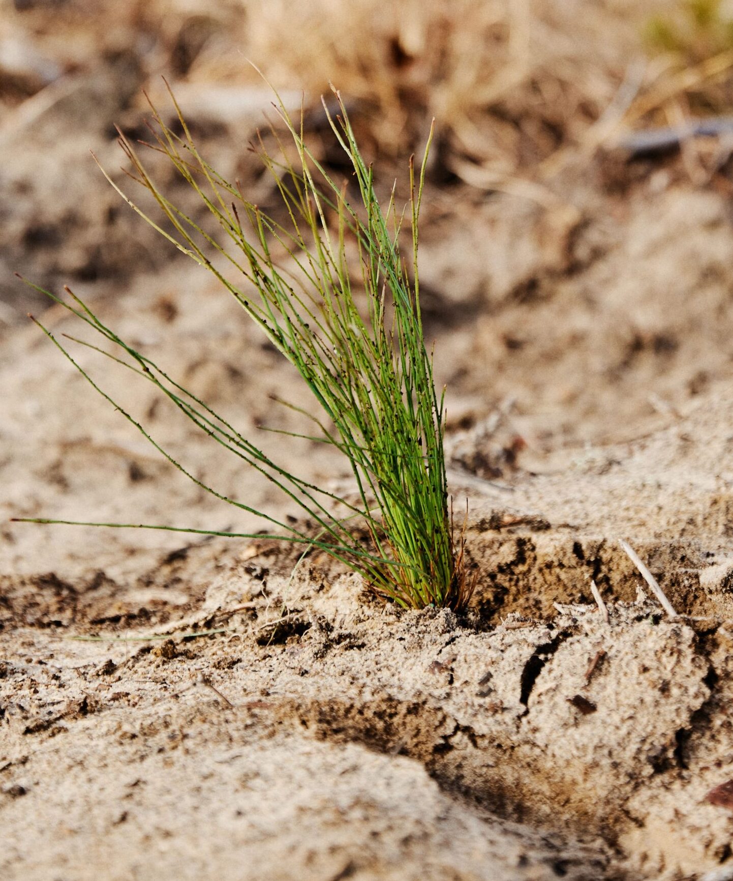 Developing Dynamic Baselines for ACR's Afforestation and Reforestation ...