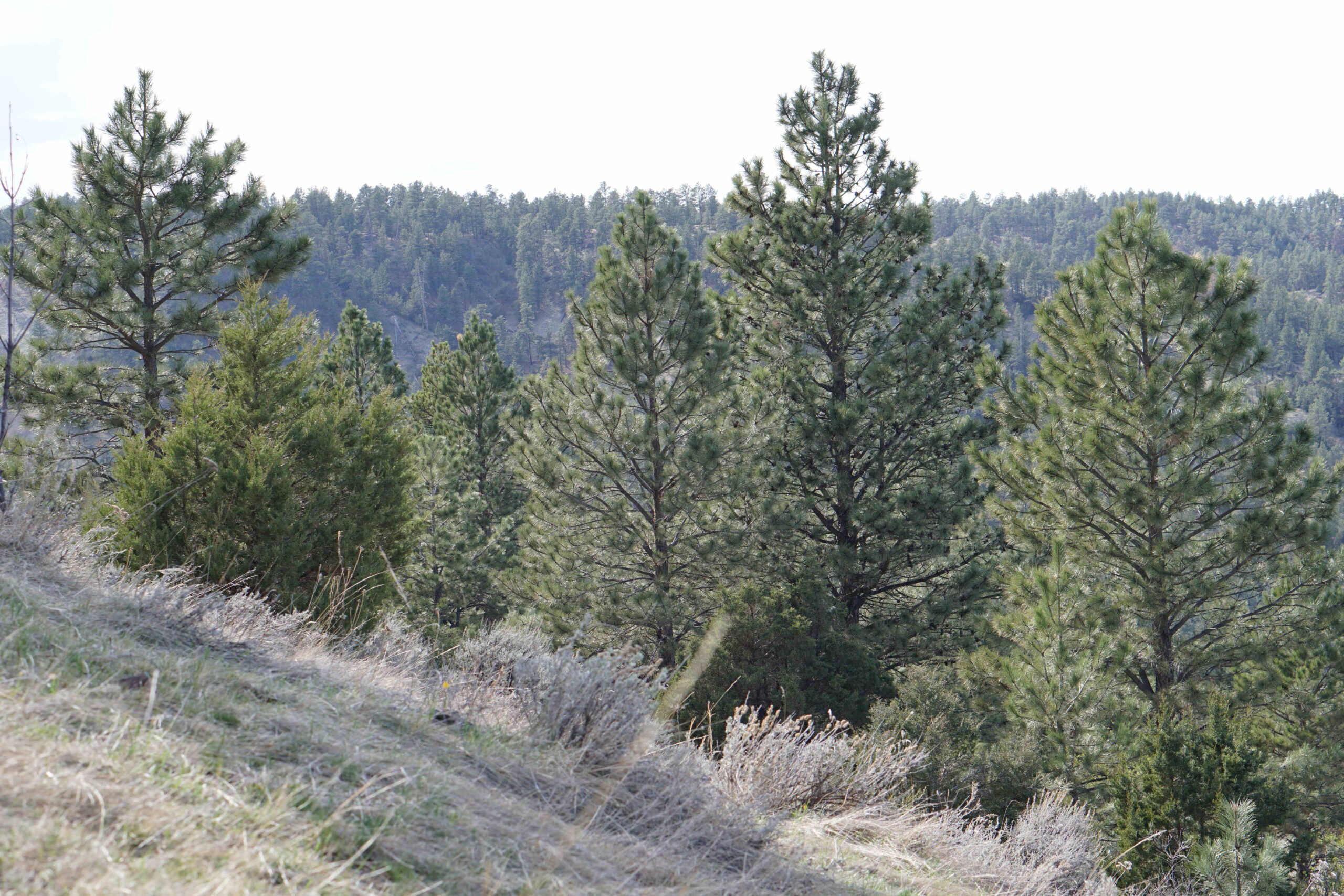 Northern Cheyenne Forest Restoration - The Climate Trust